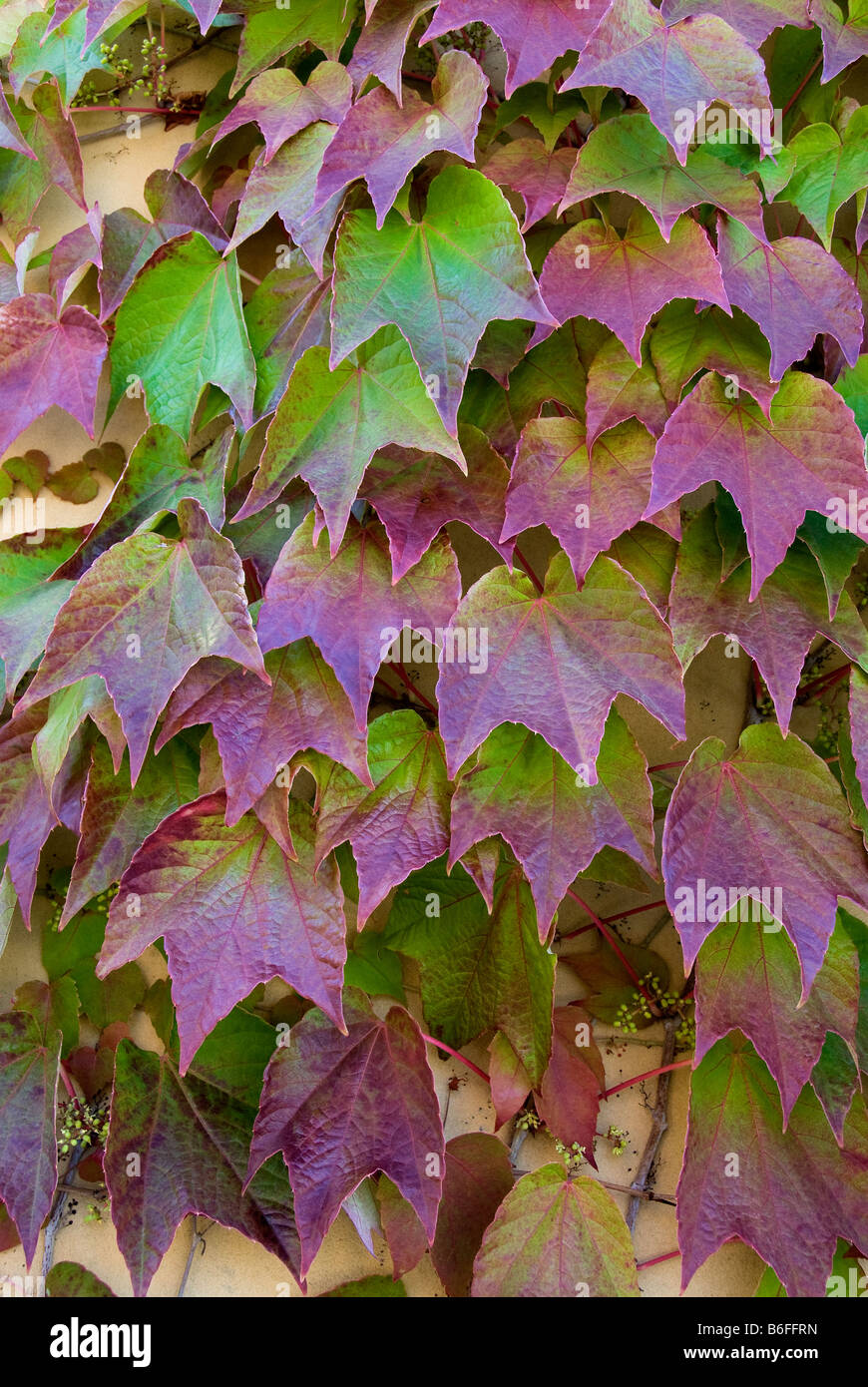 Boston Ivy growing on wall Stock Photo - Alamy