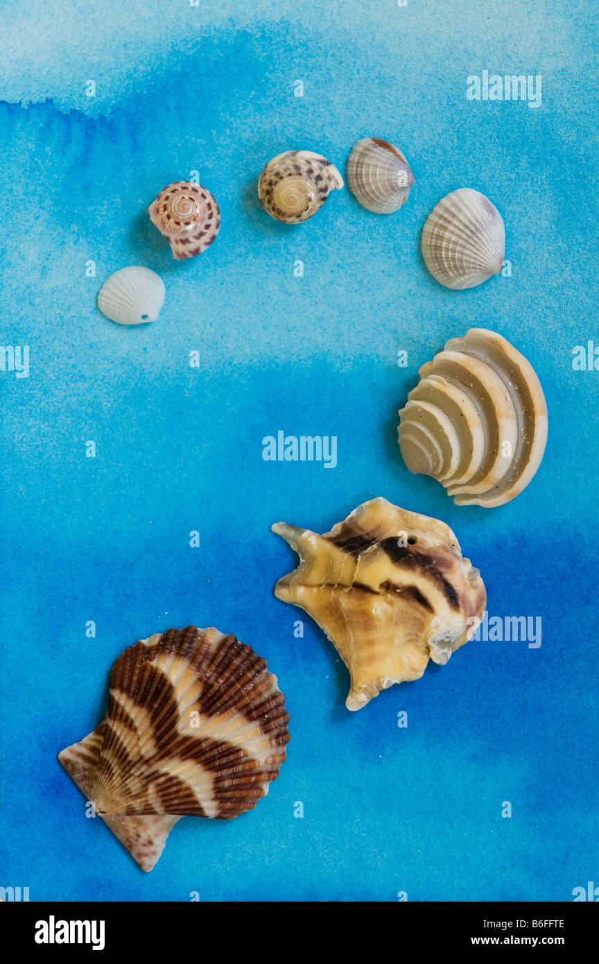 Sea shells on a blue watercolour background Stock Photo - Alamy