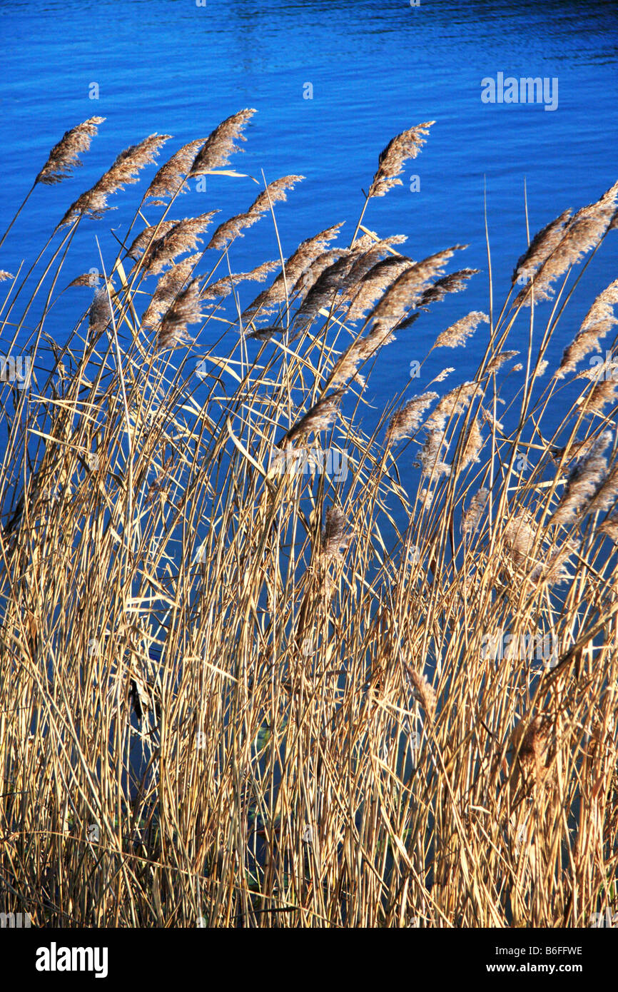 Reeds for thatching hi-res stock photography and images - Alamy