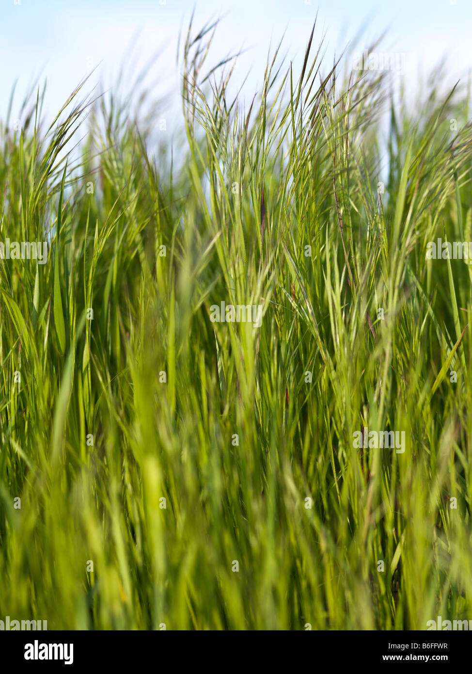 Grass, ears in the evening sun Stock Photo - Alamy