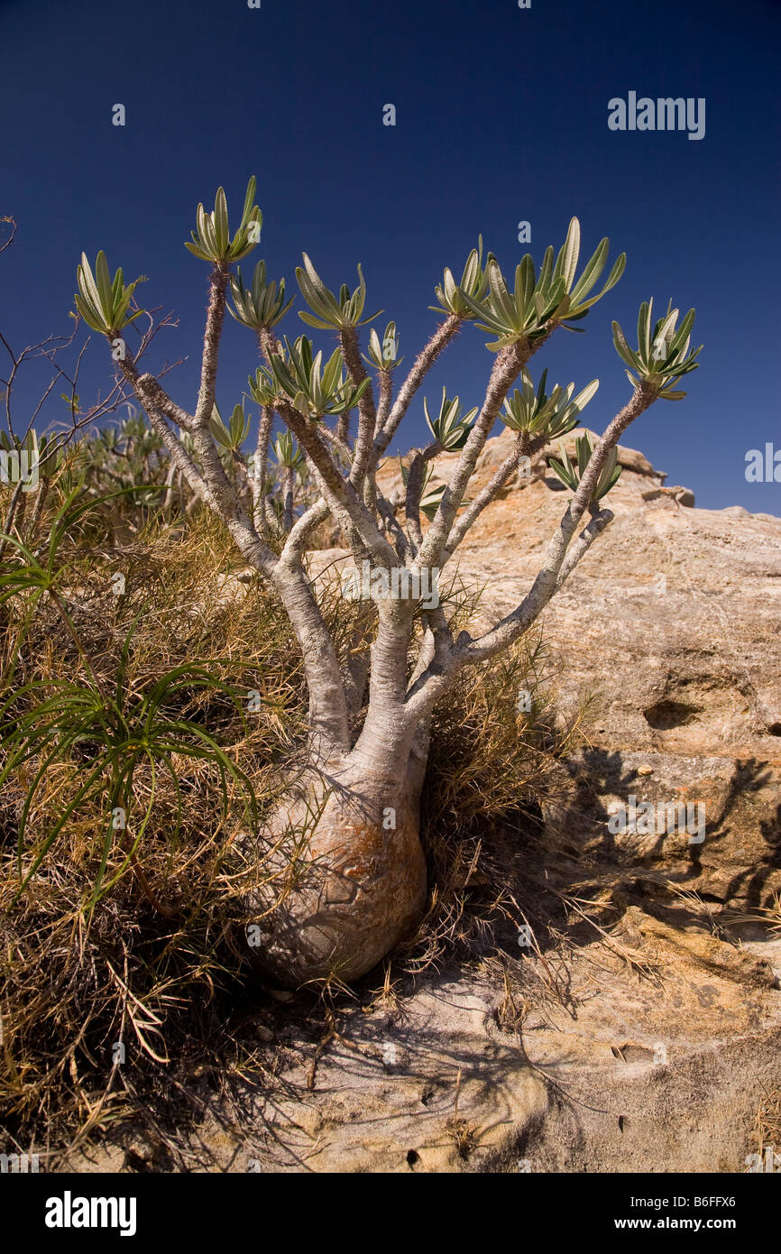 Elephants Foot plant Madagascar Stock Photo - Alamy