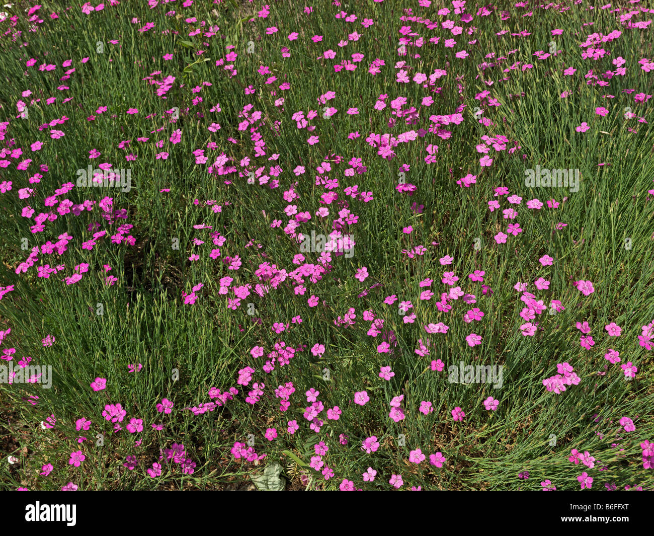 Field of Maiden Pink (Dianthus deltoides) in bloom Stock Photo - Alamy