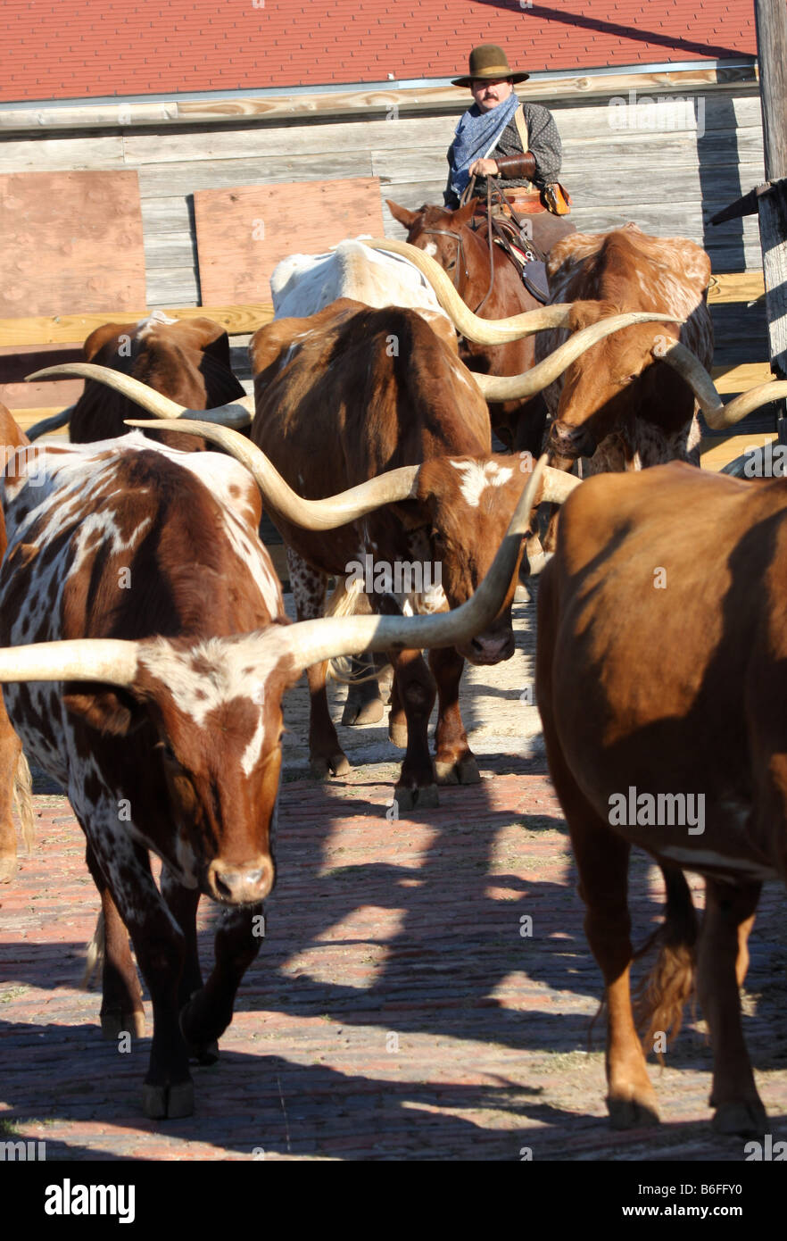 Cattle drive texas longhorn ranch hi-res stock photography and images ...
