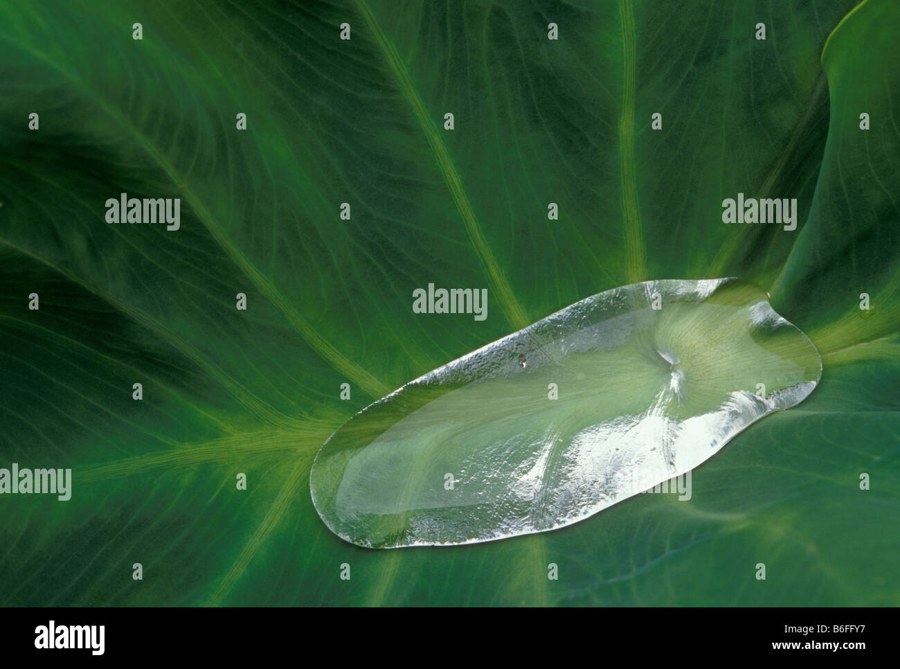 Water drop caught in taro leaf Island of Hawaii Stock Photo - Alamy