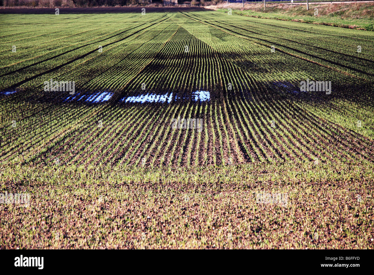 Rows of crops beginning to show through fenland fields Stock Photo - Alamy