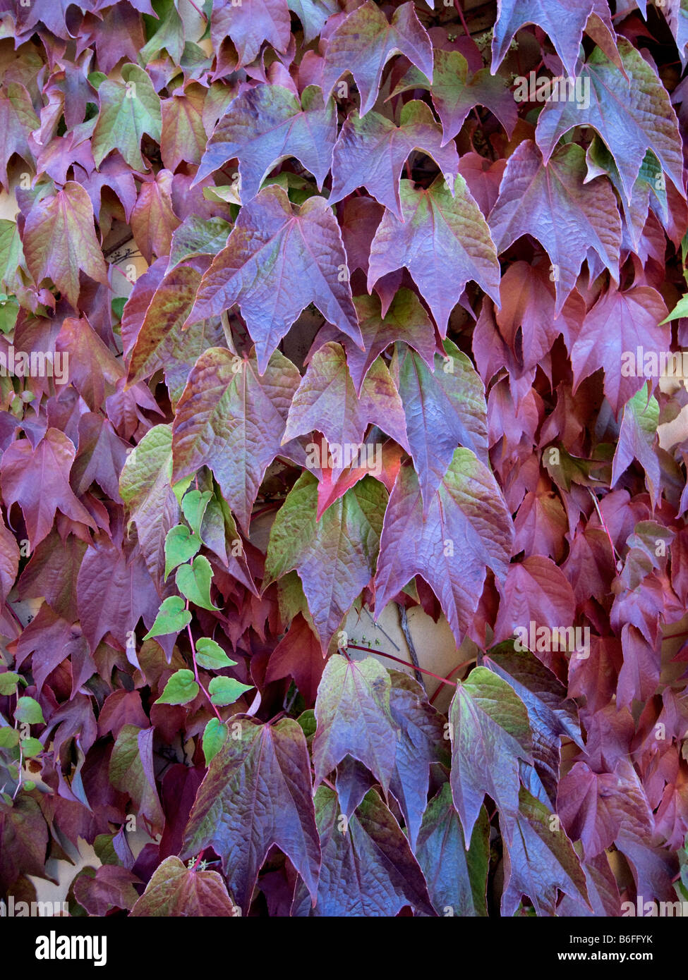Boston Ivy growing on wall Stock Photo - Alamy