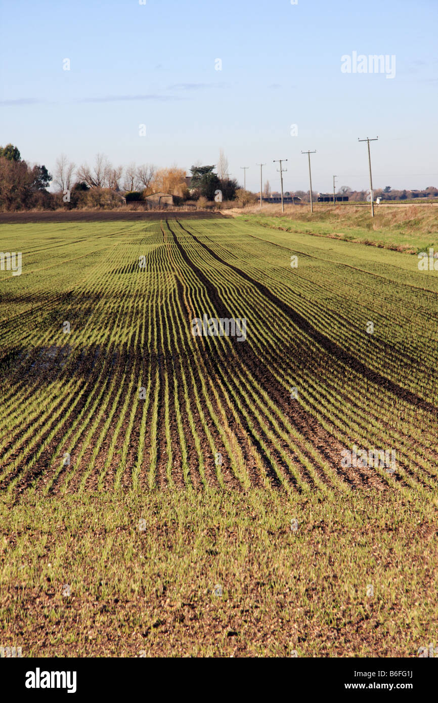 Rows of crops beginning to show through fenland fields Stock Photo - Alamy