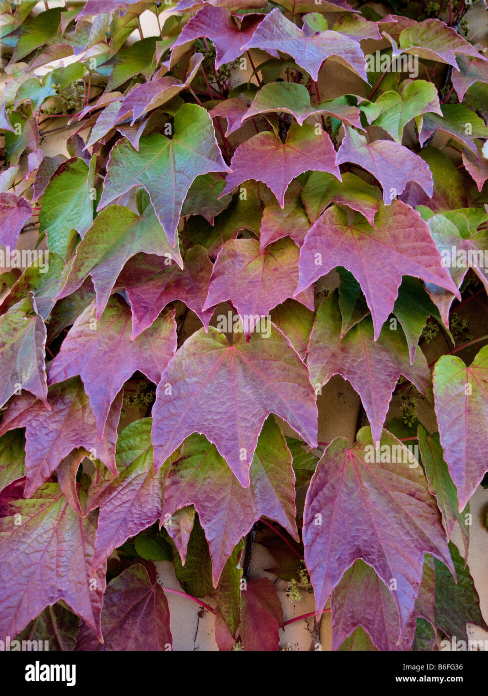 Boston Ivy growing on wall Stock Photo - Alamy