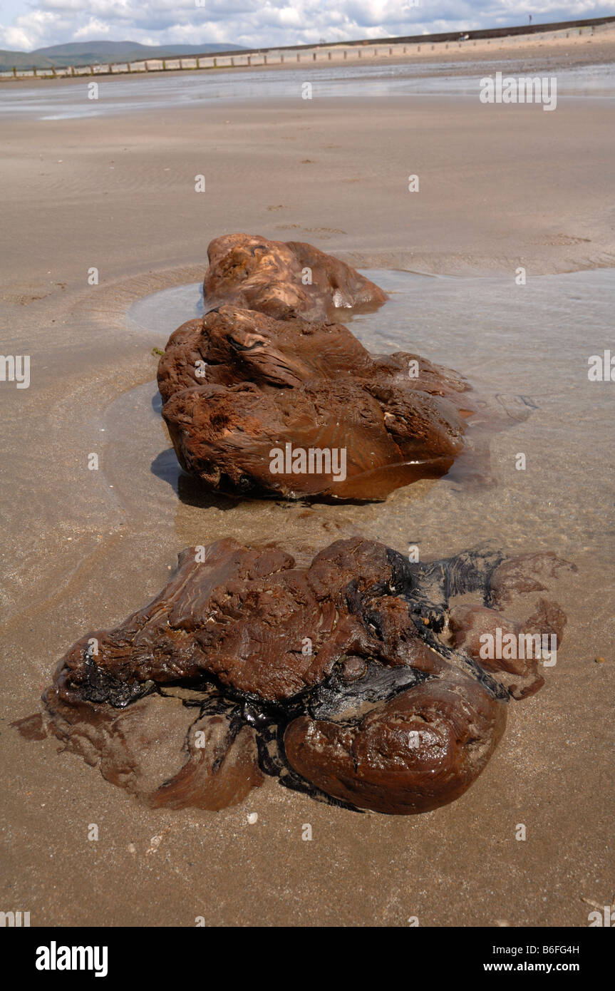 Petrified forest Beach Borth Wales UK Europe Stock Photo - Alamy