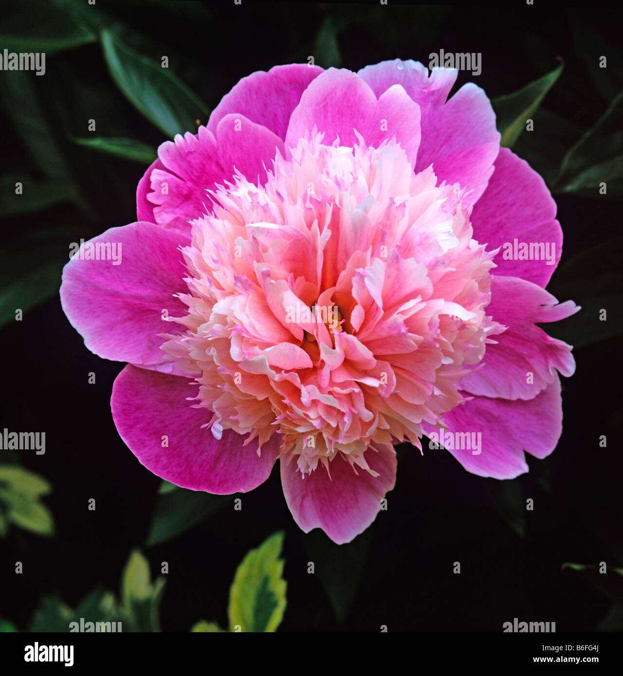 Miss congeniality hi-res stock photography and images - Alamy