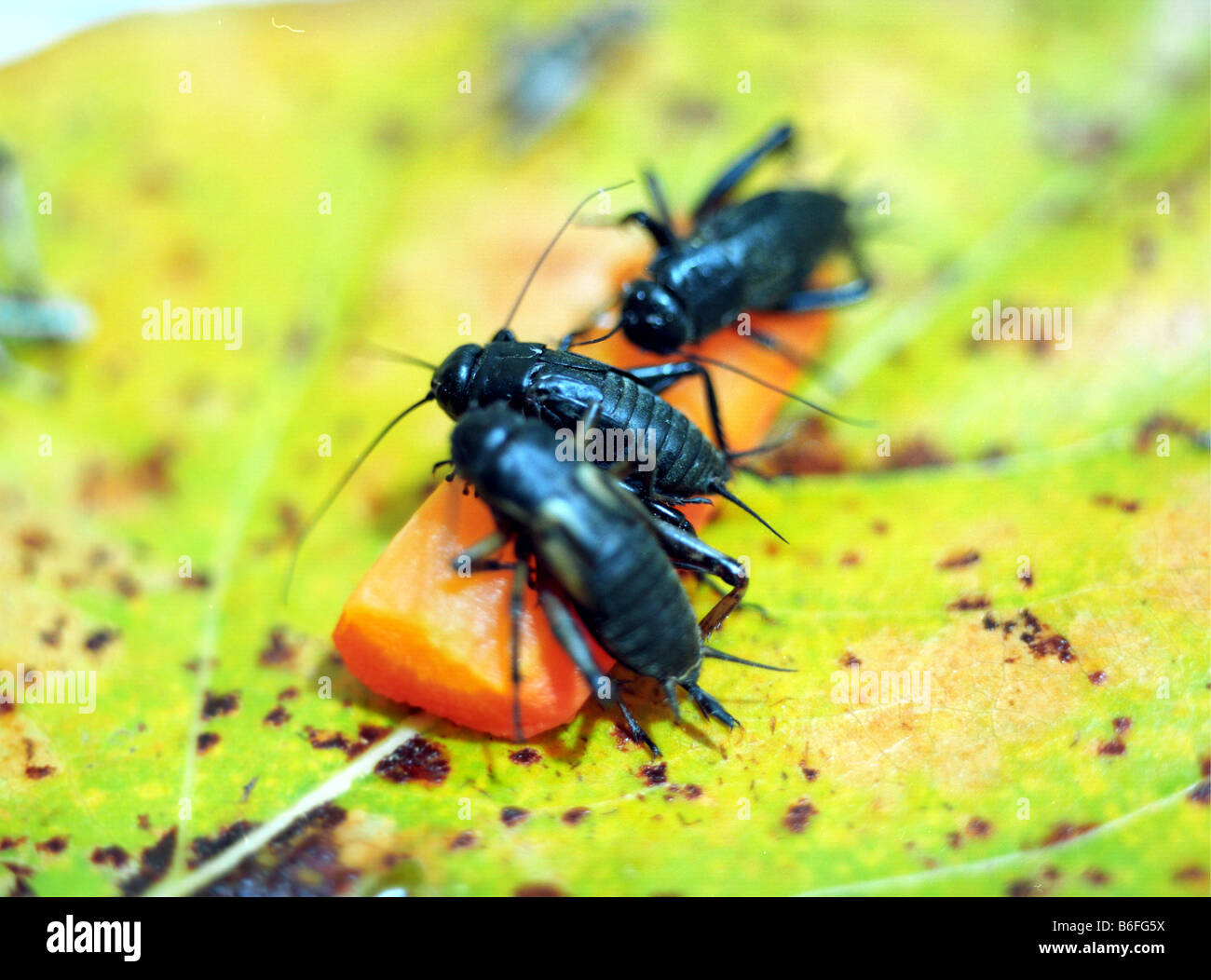 Beetles on carrot hi-res stock photography and images - Alamy