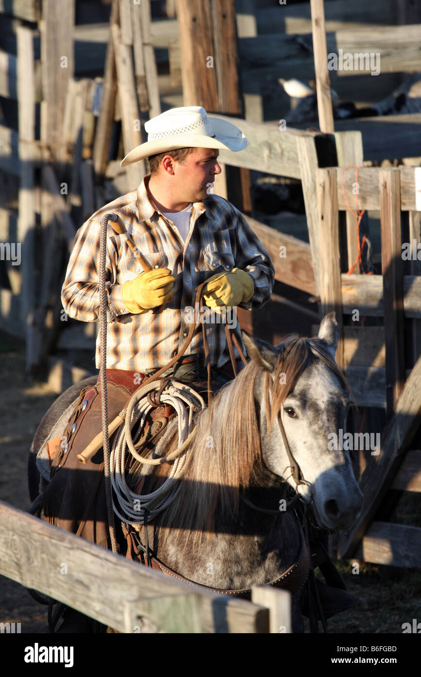 Cowboy working with cattle hi-res stock photography and images - Alamy