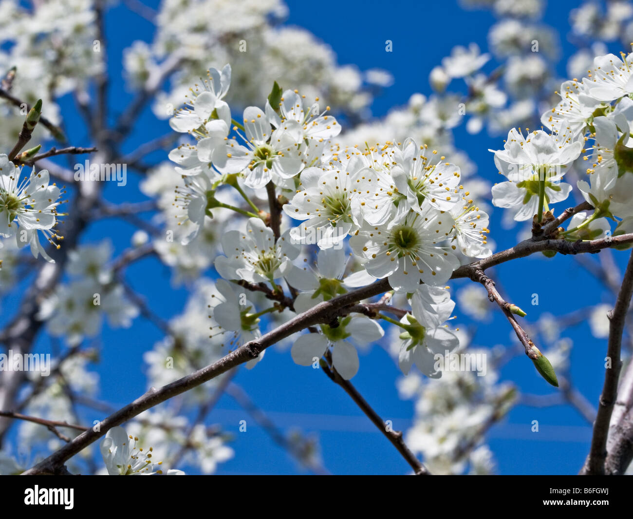 Blooming plum branch Stock Photo - Alamy
