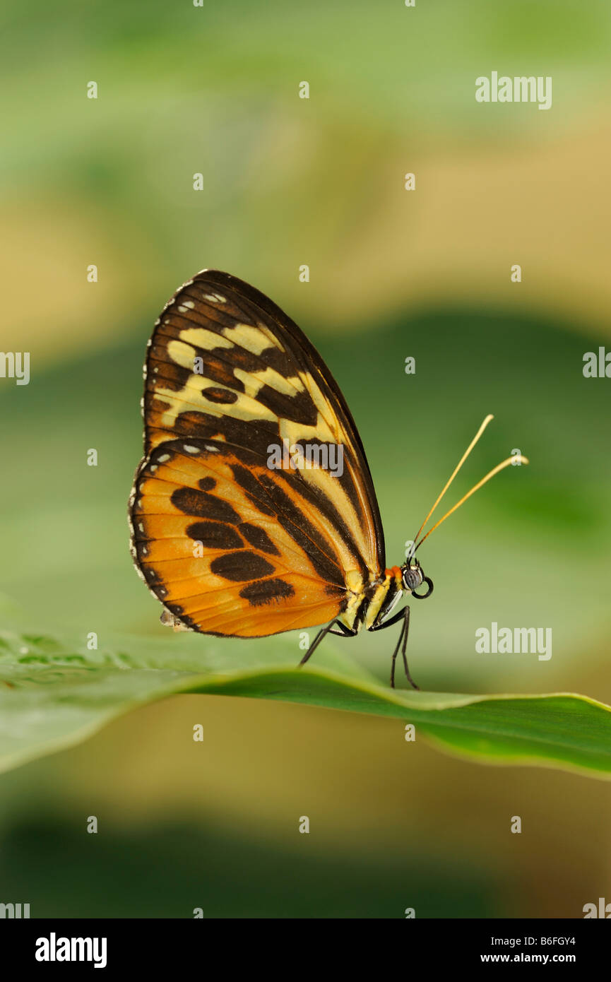 Ecuador butterfly hi-res stock photography and images - Alamy
