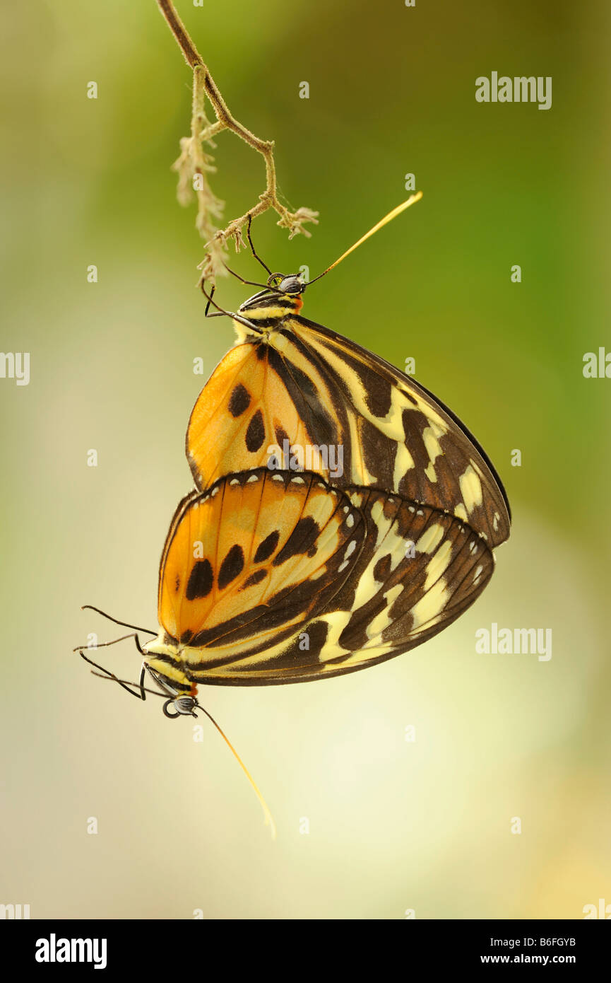 Heliconius xanthocles Longwing Butterflies, mating, Ecuador, South America Stock Photo - Alamy