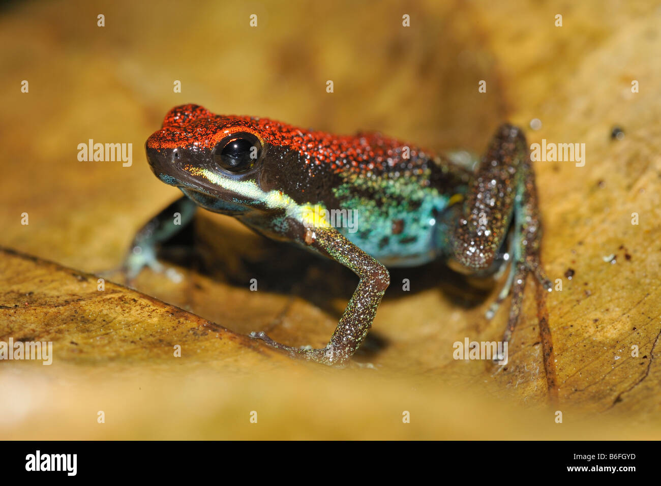 Sanguine Poison Frog, Zaparo's Poison Frog, or Rana Venenosa (Allobates ...