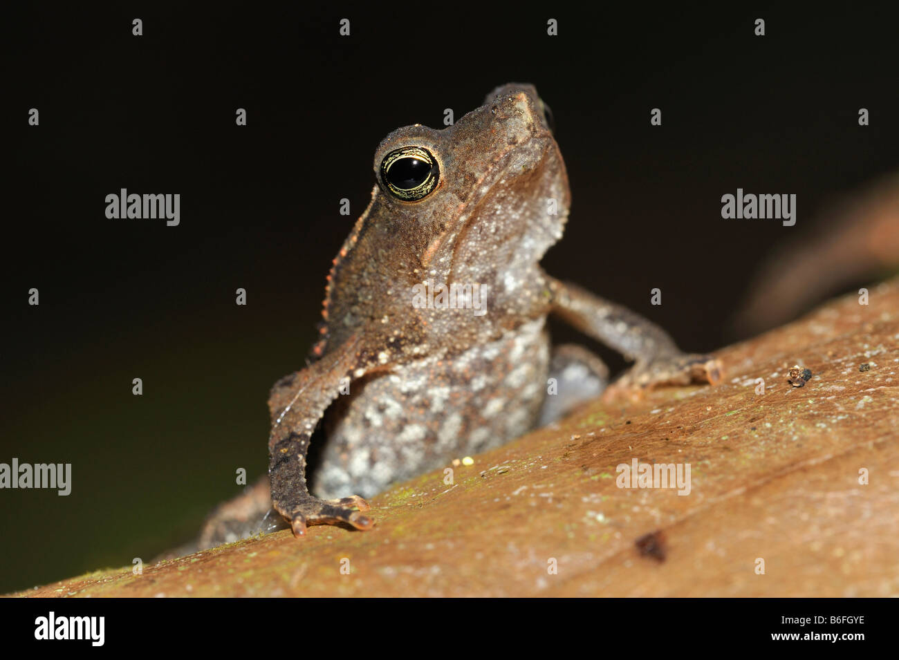 South American Common Toad or Sapo Crestado (Rhinella margaritifer) in ...