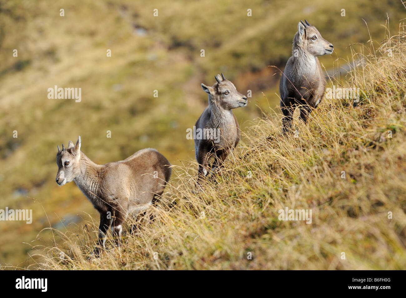 Mammals wildlife kids hi-res stock photography and images - Alamy