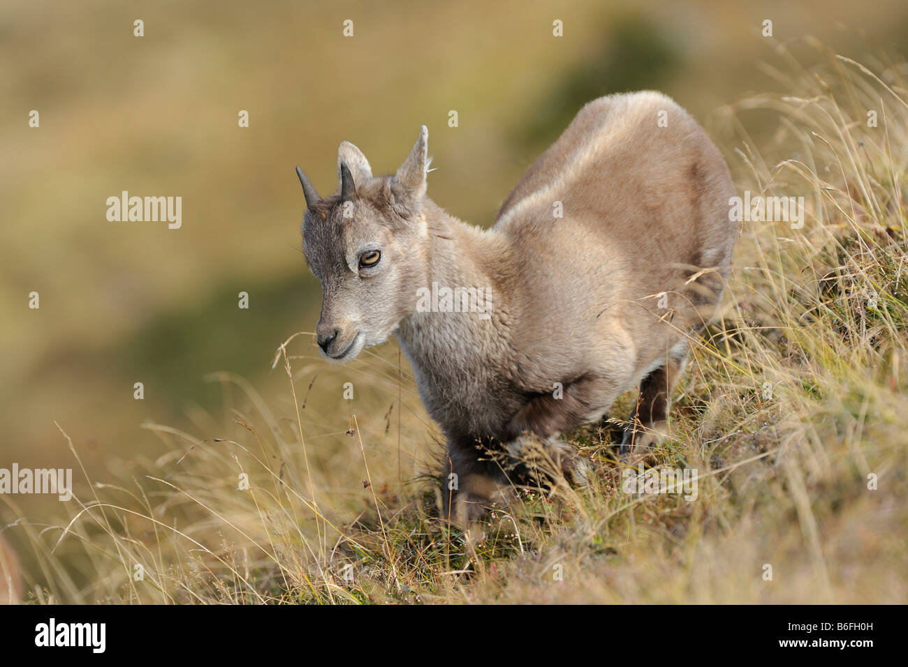Alpine Ibex or Steinbock or Bouquetin (Capra ibex), kid, Berner ...