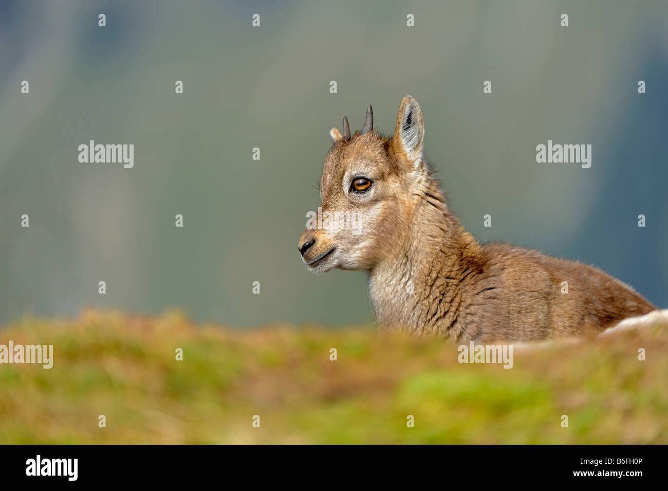 Steinbock jung hi-res stock photography and images - Alamy