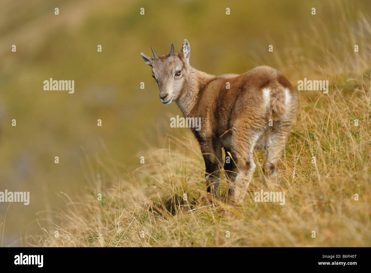 Alpine Ibex or Steinbock or Bouquetin (Capra ibex), kid, Berner ...