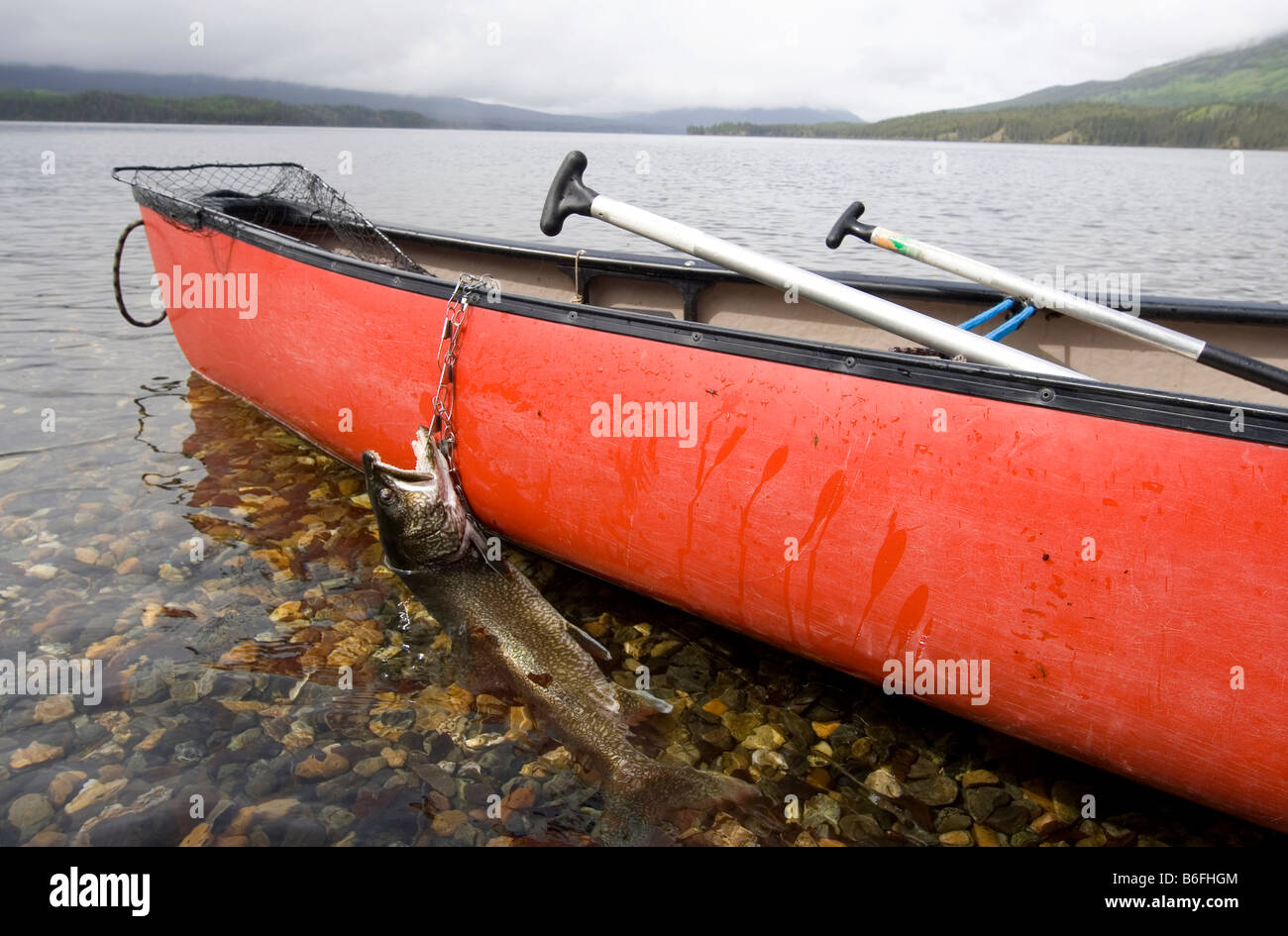Fisherman's catch, trophy Lake Trout (Salvelinus namaycush), on a ...