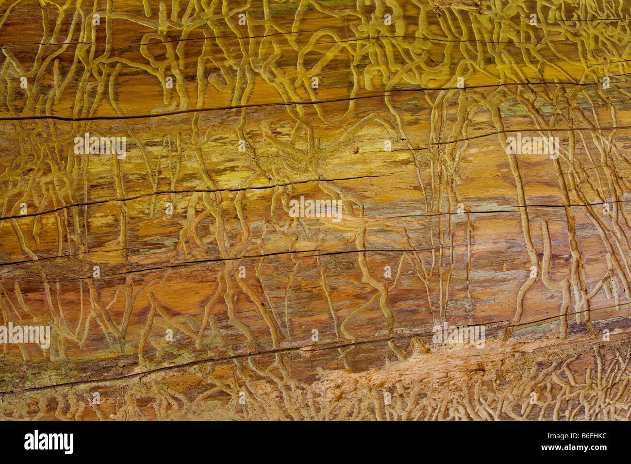 worm tunnels in the bark of a redwood tree Stock Photo - Alamy