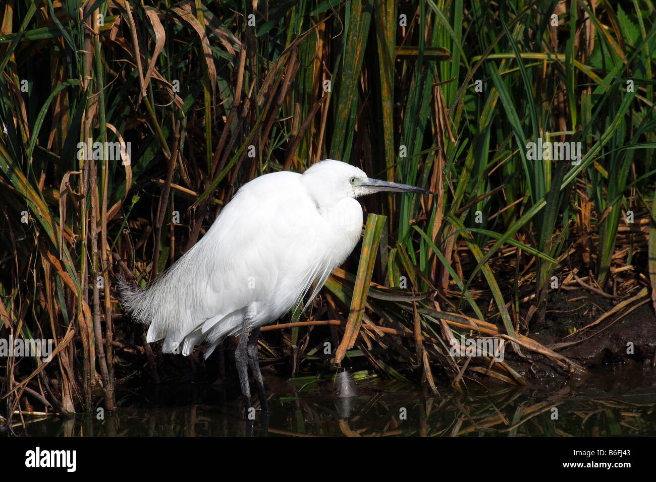 Little Egret (Egretta garzetta Stock Photo - Alamy