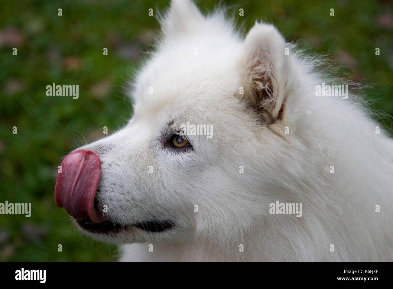 Samoyed licking its snout, portrait Stock Photo - Alamy
