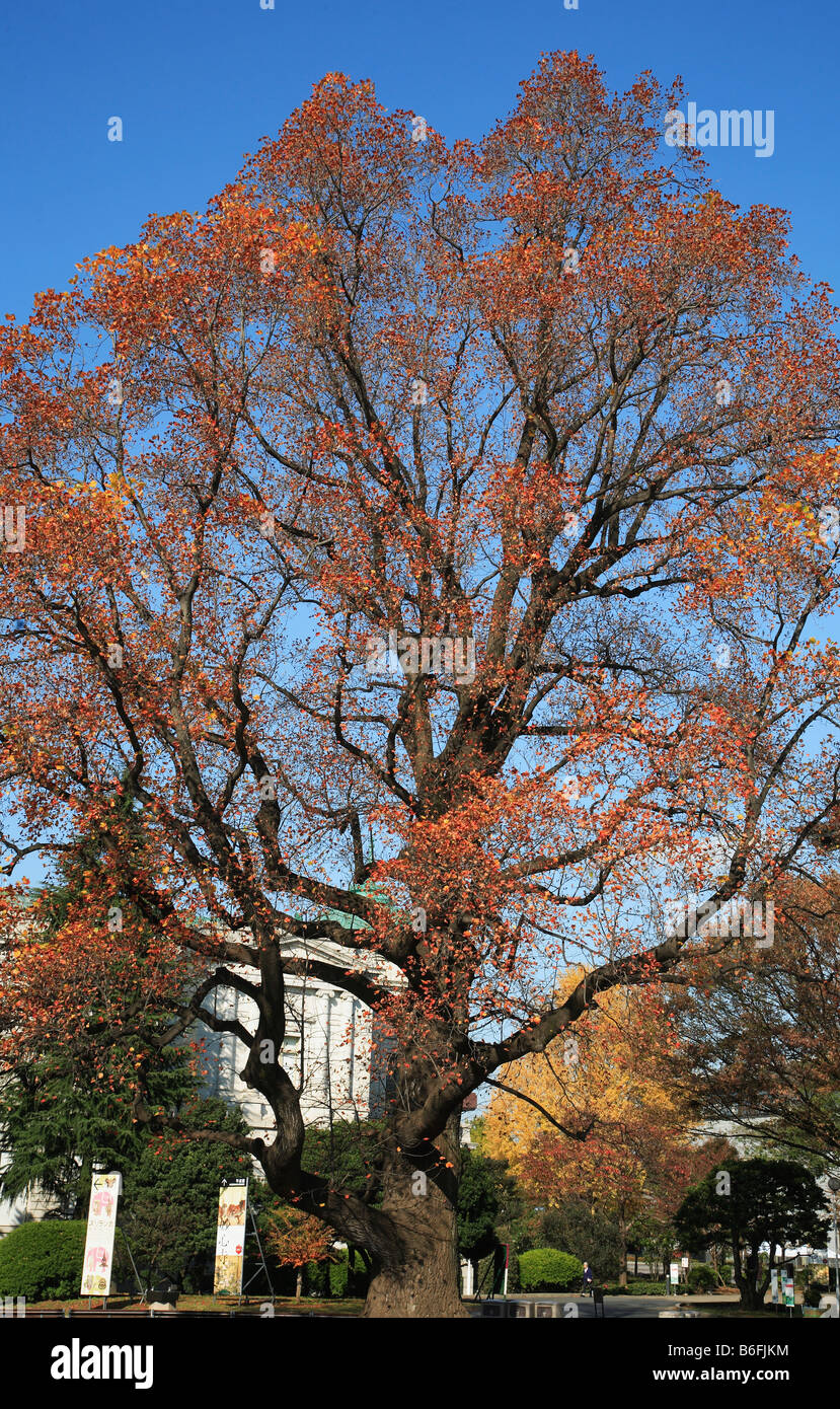 Japan Tokyo Ueno Park Tulip tree Liriodendrum tulipifera lina Stock ...