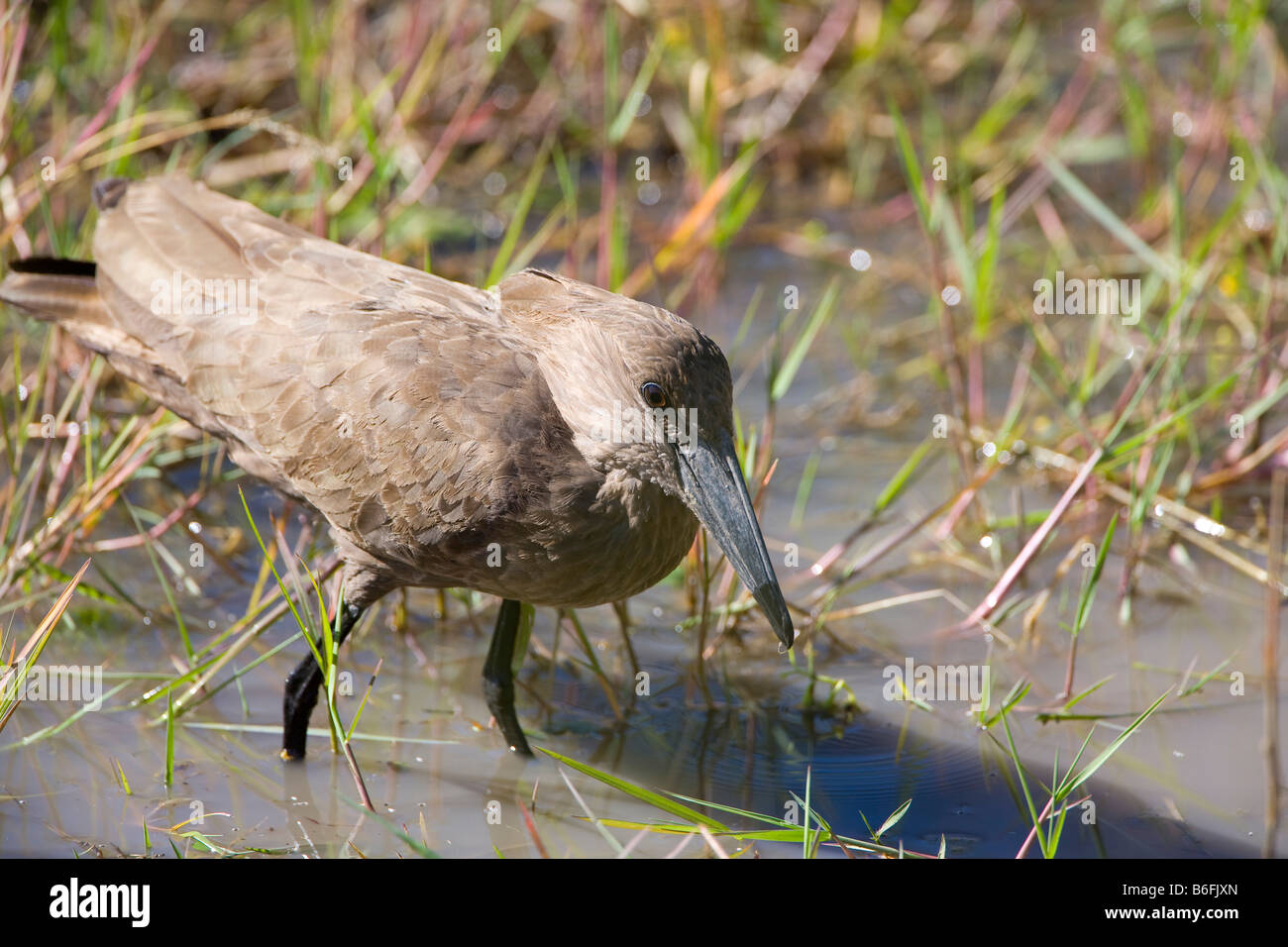 Hammerkop, Hammerhead stork or Umber Bird (Scopus umbretta Stock Photo ...