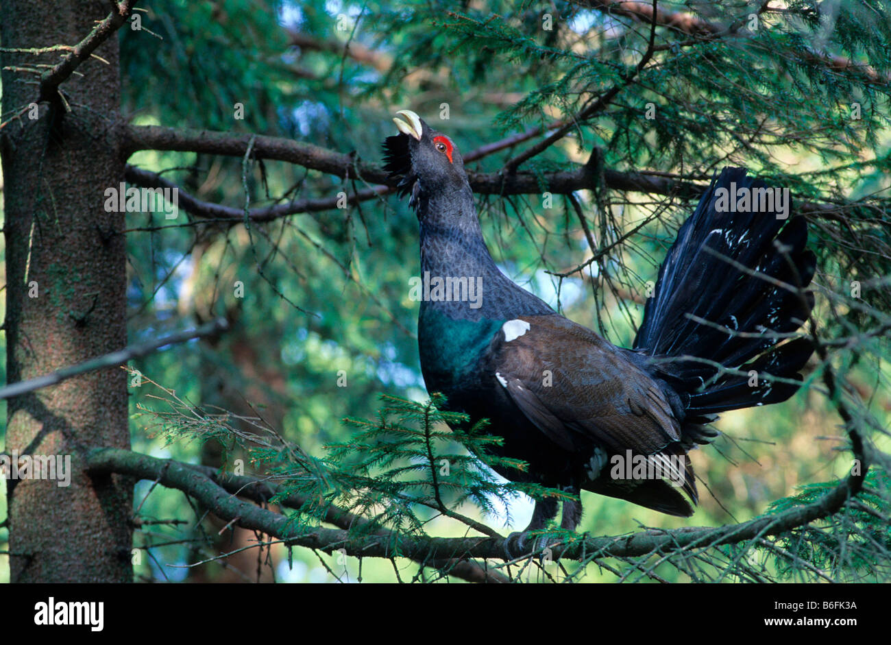 Western capercaillie wild bird hi-res stock photography and images - Alamy