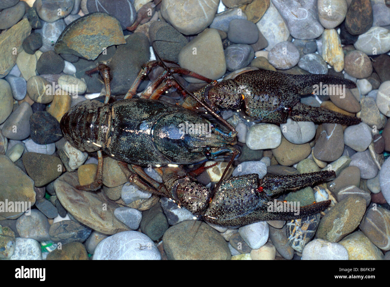 European Crayfish, Noble Crayfish or Broad-fingered Crayfish (Astacus ...