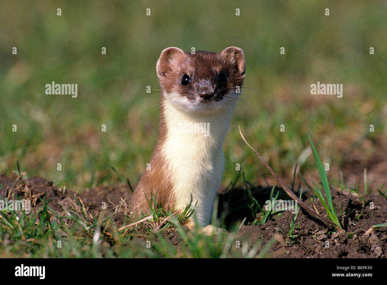 Ermine or Stoat or Short-tailed Weasel (Mustela erminea) in its summer ...