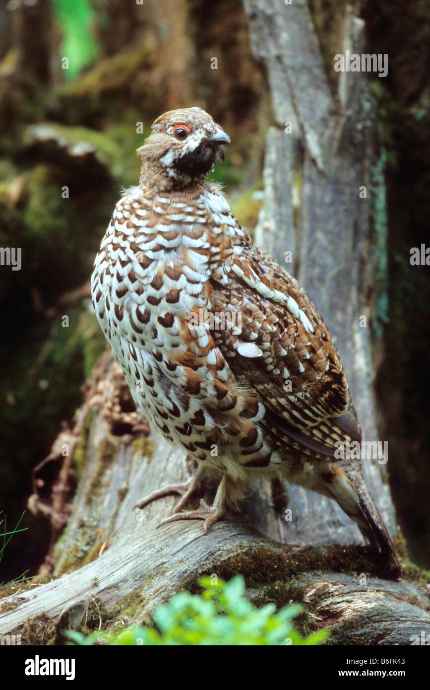 Hazel Grouse or Hazel Hen (Bonasa bonasia Stock Photo - Alamy
