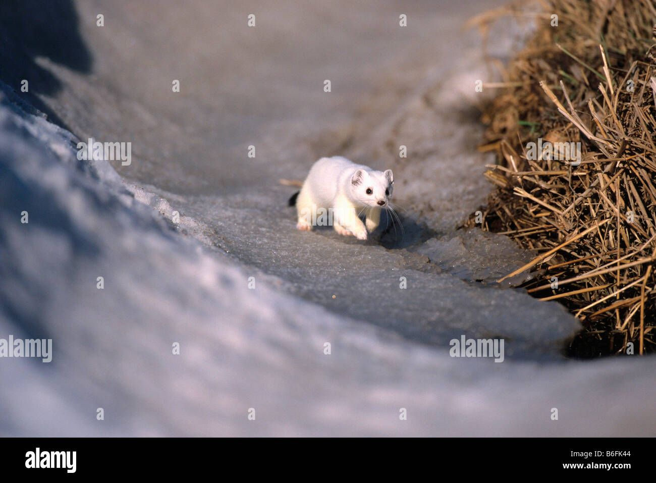 Short tailed weasel white hi-res stock photography and images - Alamy