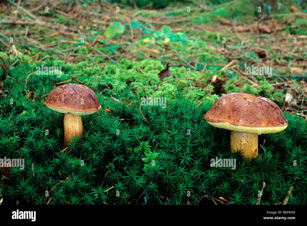 Bay bolete boletus badius hi-res stock photography and images - Alamy