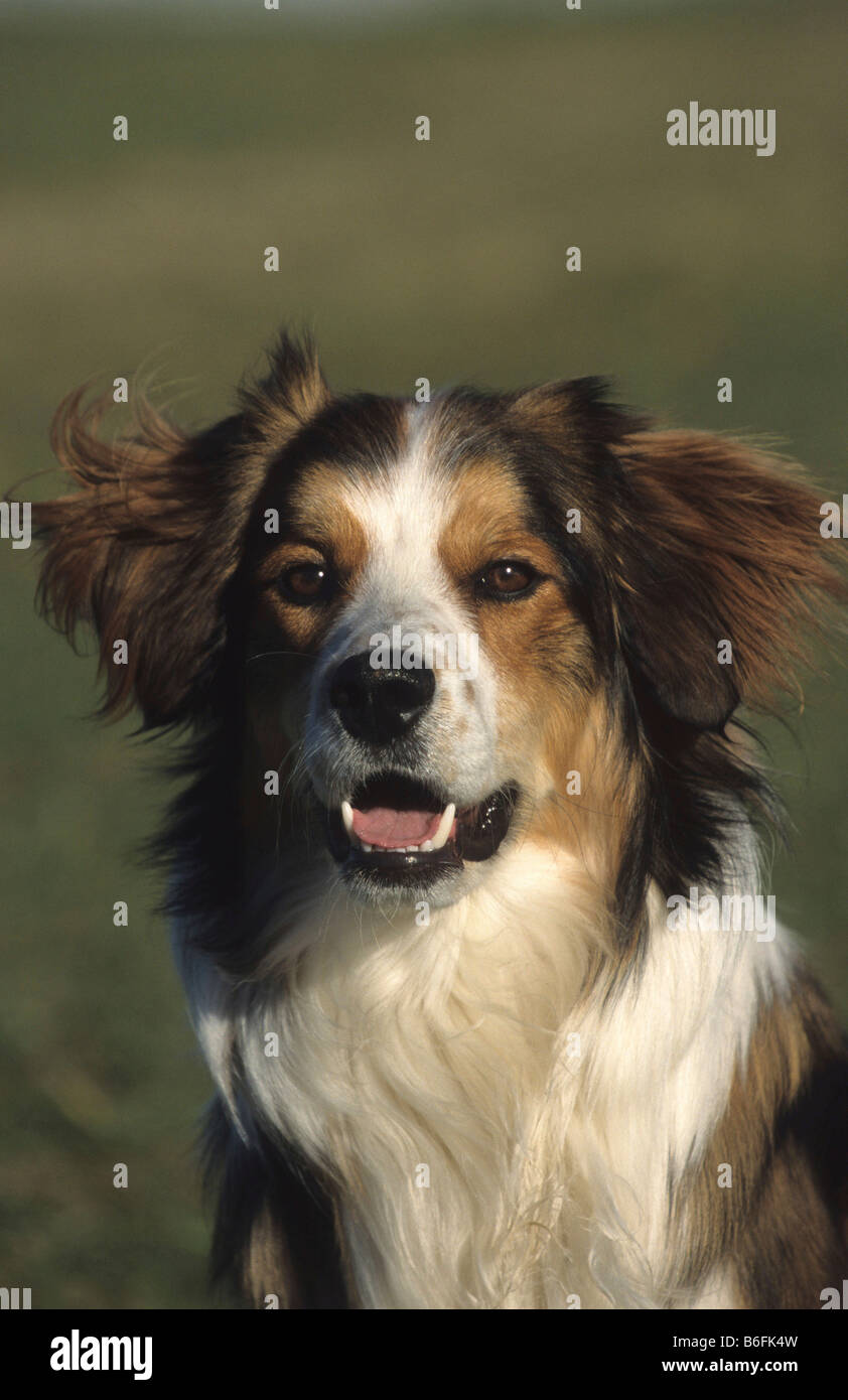 Mongrel dog, portrait Stock Photo - Alamy