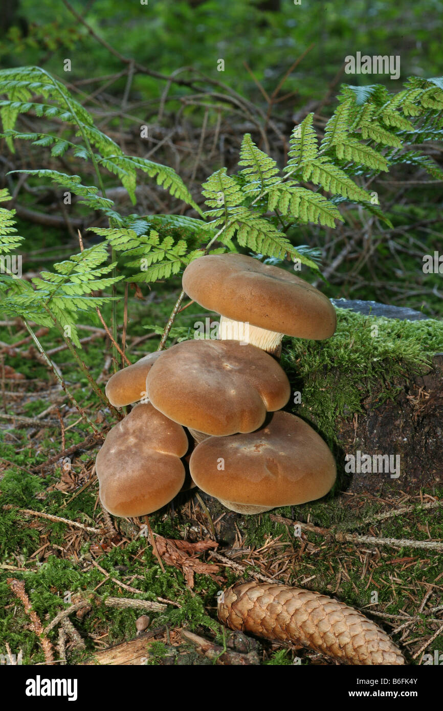 Paxillus fungus hi-res stock photography and images - Alamy