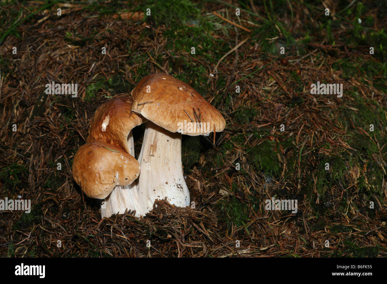 Boletus edulis king bolete hi-res stock photography and images - Alamy