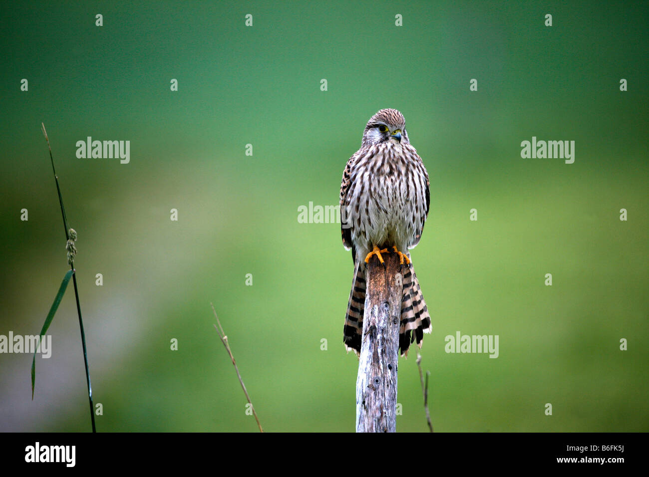 Female common kestrel kestrel hi-res stock photography and images - Alamy