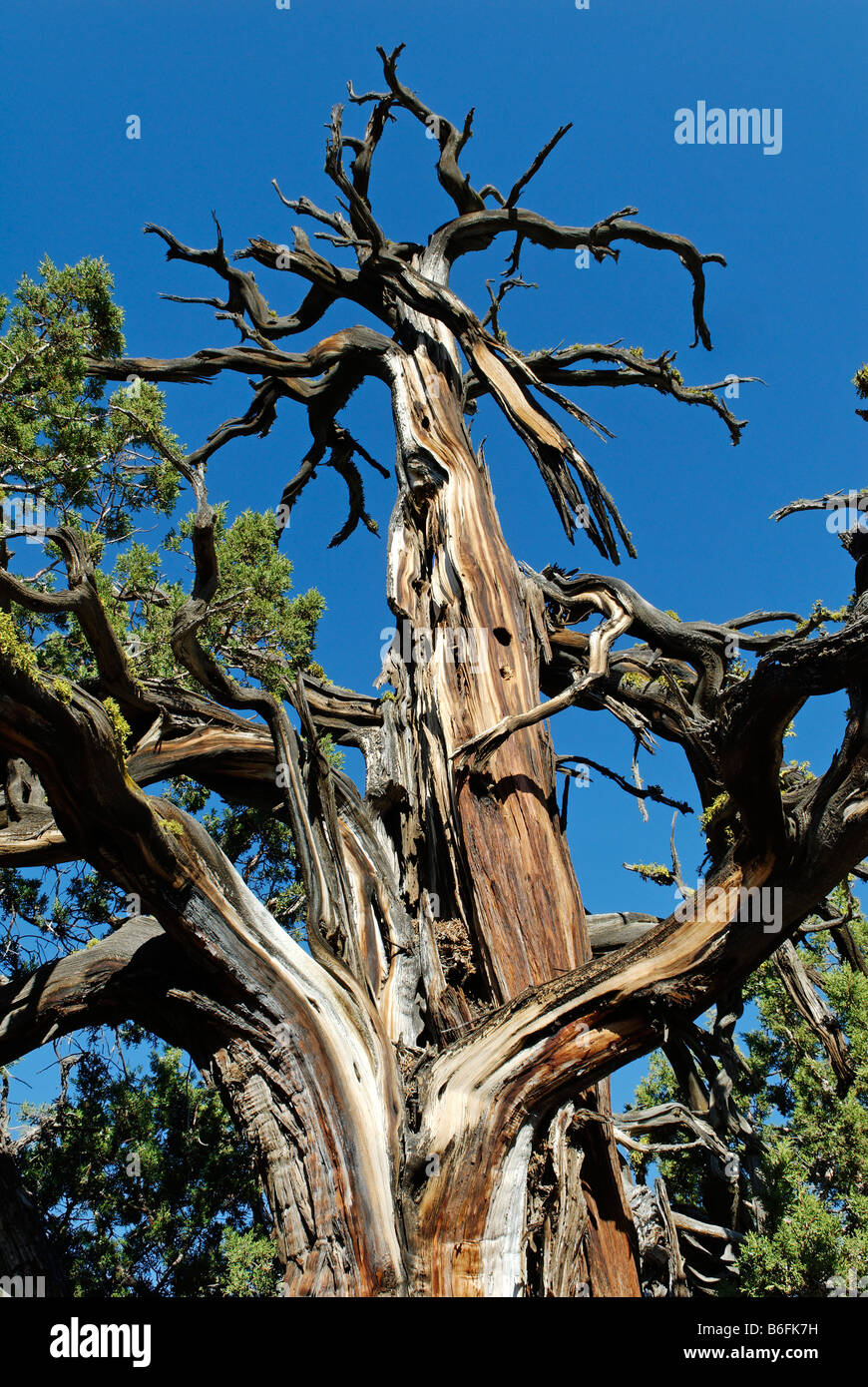 1000-year-old Western Juniper (Juniperus occidentalis var. Occidentalis ...