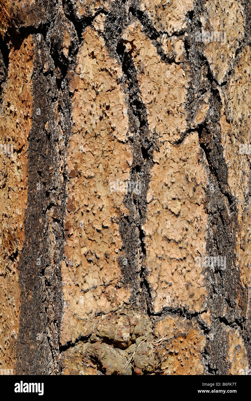 Bark of a Western Yellow Pine (Pinus ponderosa), Oregon, USA Stock ...