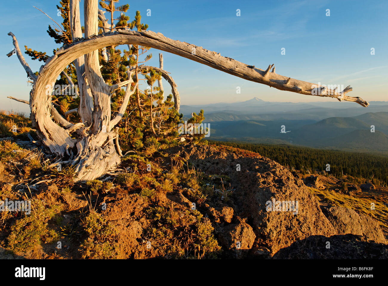 Dead tree on Mount Hood volcano, Cascade Range, Oregon, USA Stock Photo ...