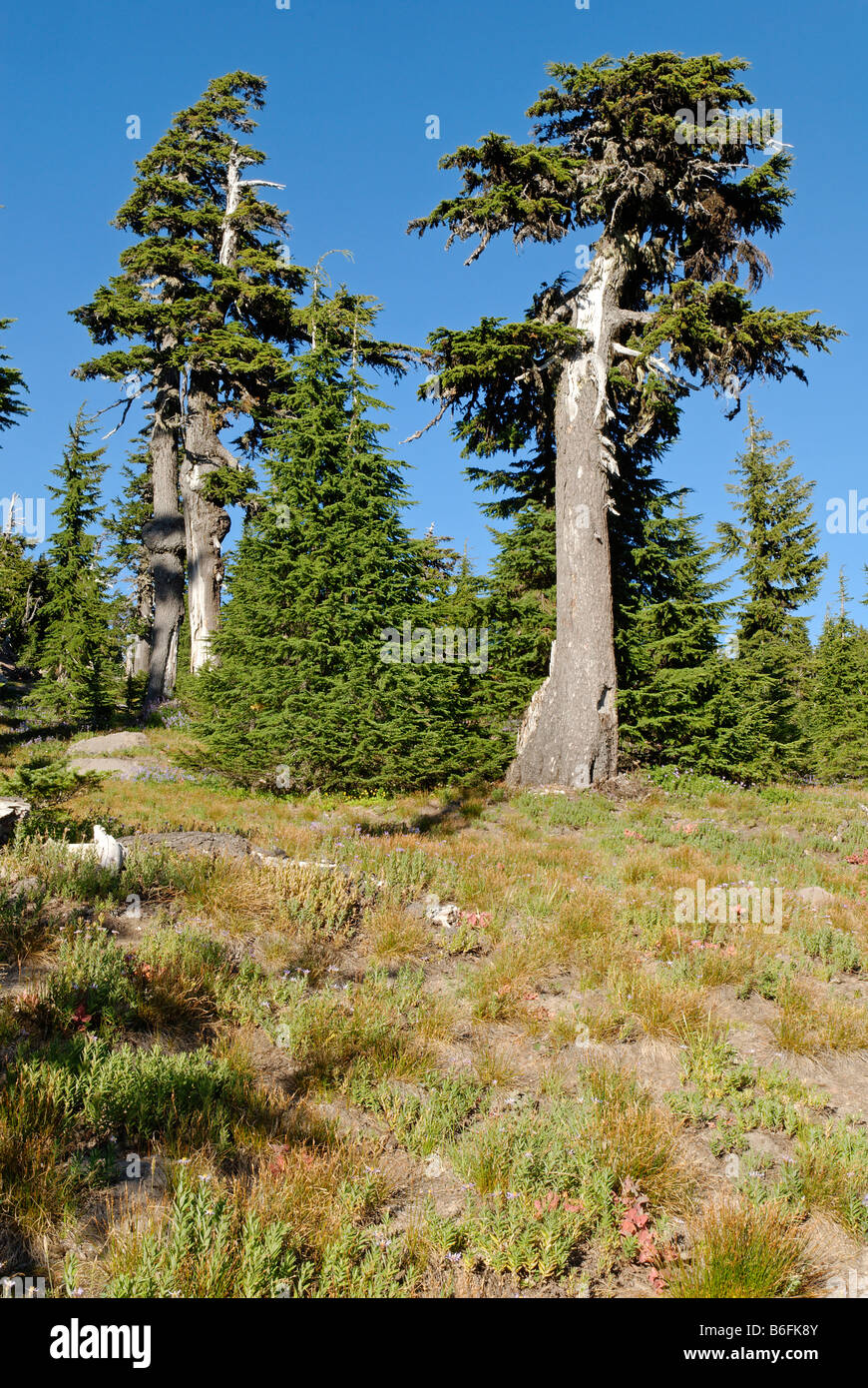 Old mountain forest on the southern flank of Mount Hood volcano ...