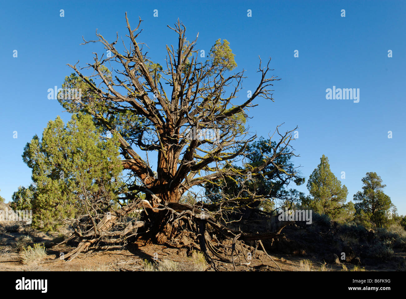 Juniperus Occidentalis Leader