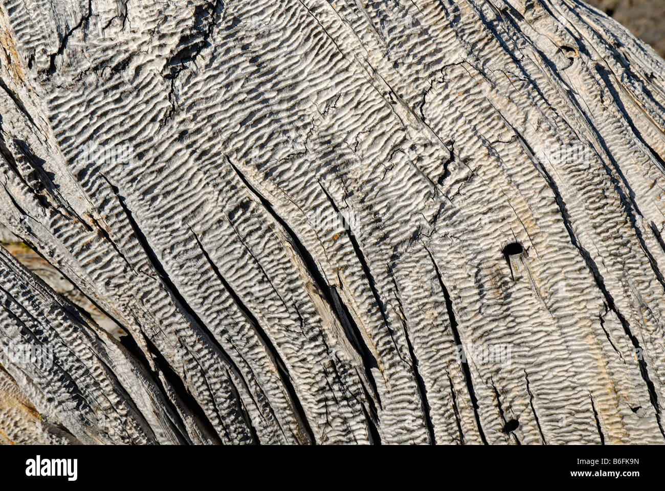 Weather-beaten wood, Ponderosa Pine (Pinus ponderosa), Oregon, USA ...