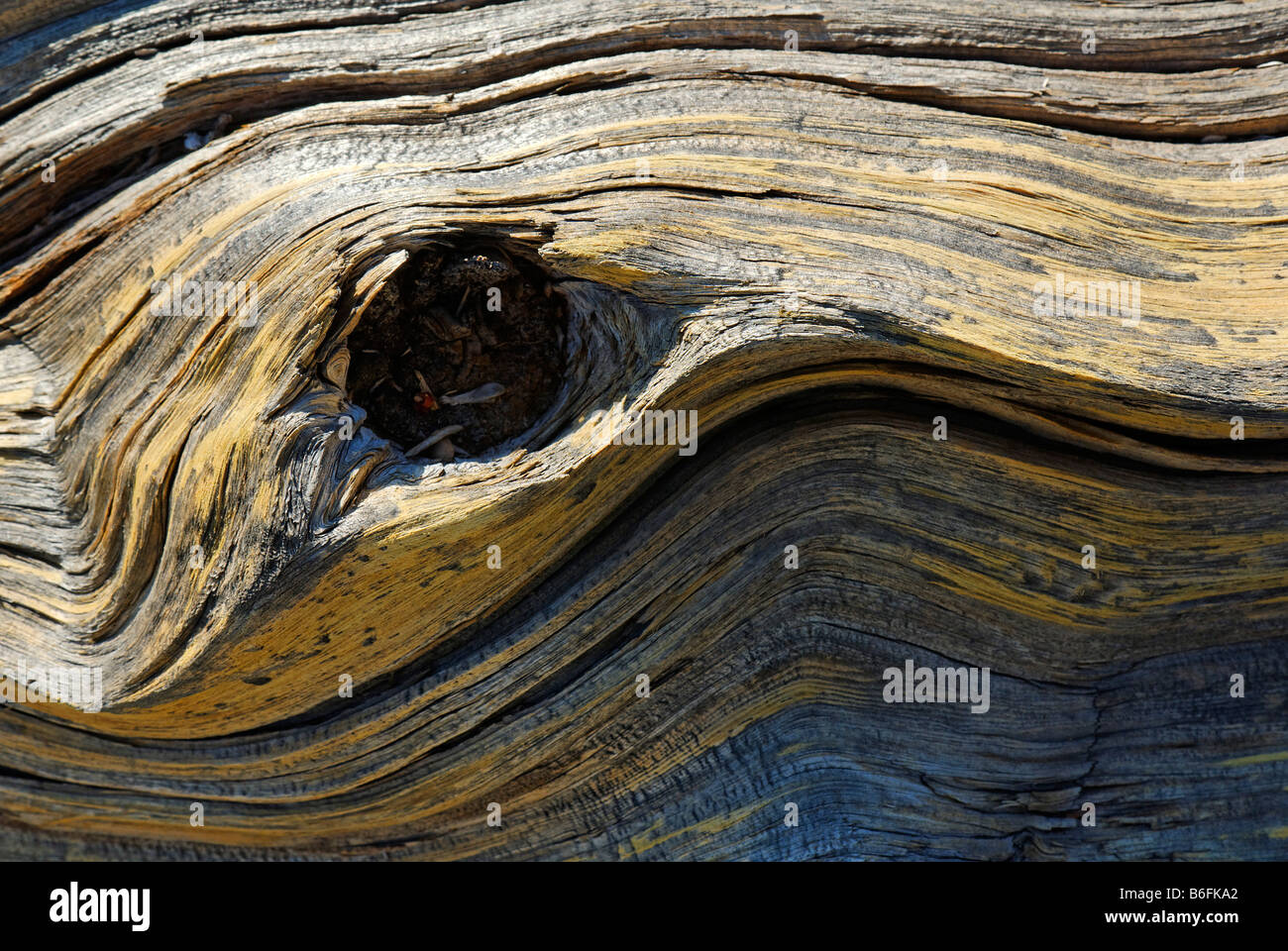 Weather-beaten wood, Ponderosa Pine (Pinus ponderosa), sometimes called ...