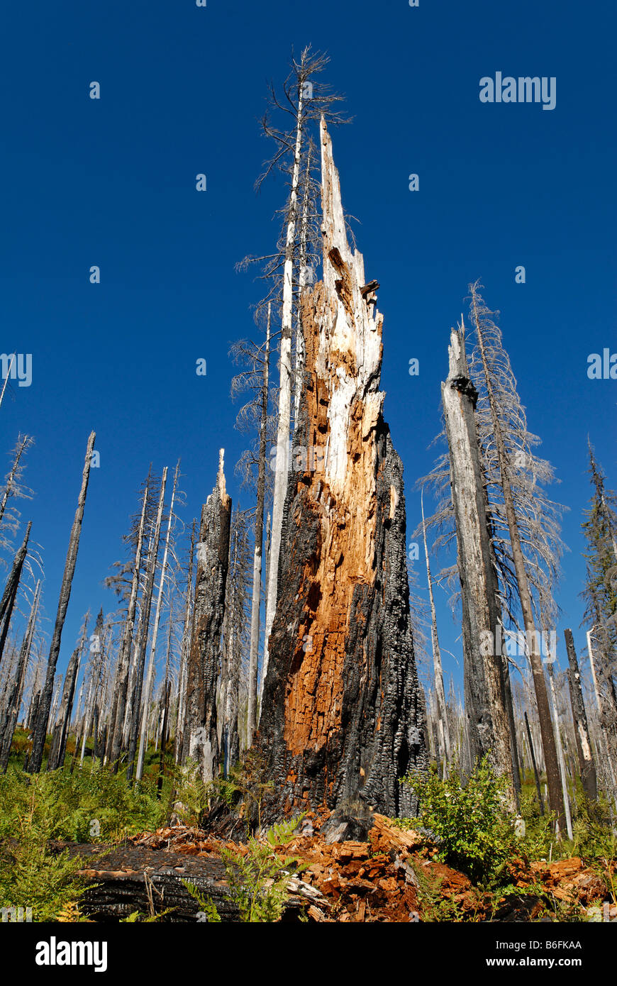 New Life awakening after forest fire, burnt, charred tree, Santiam Pass ...