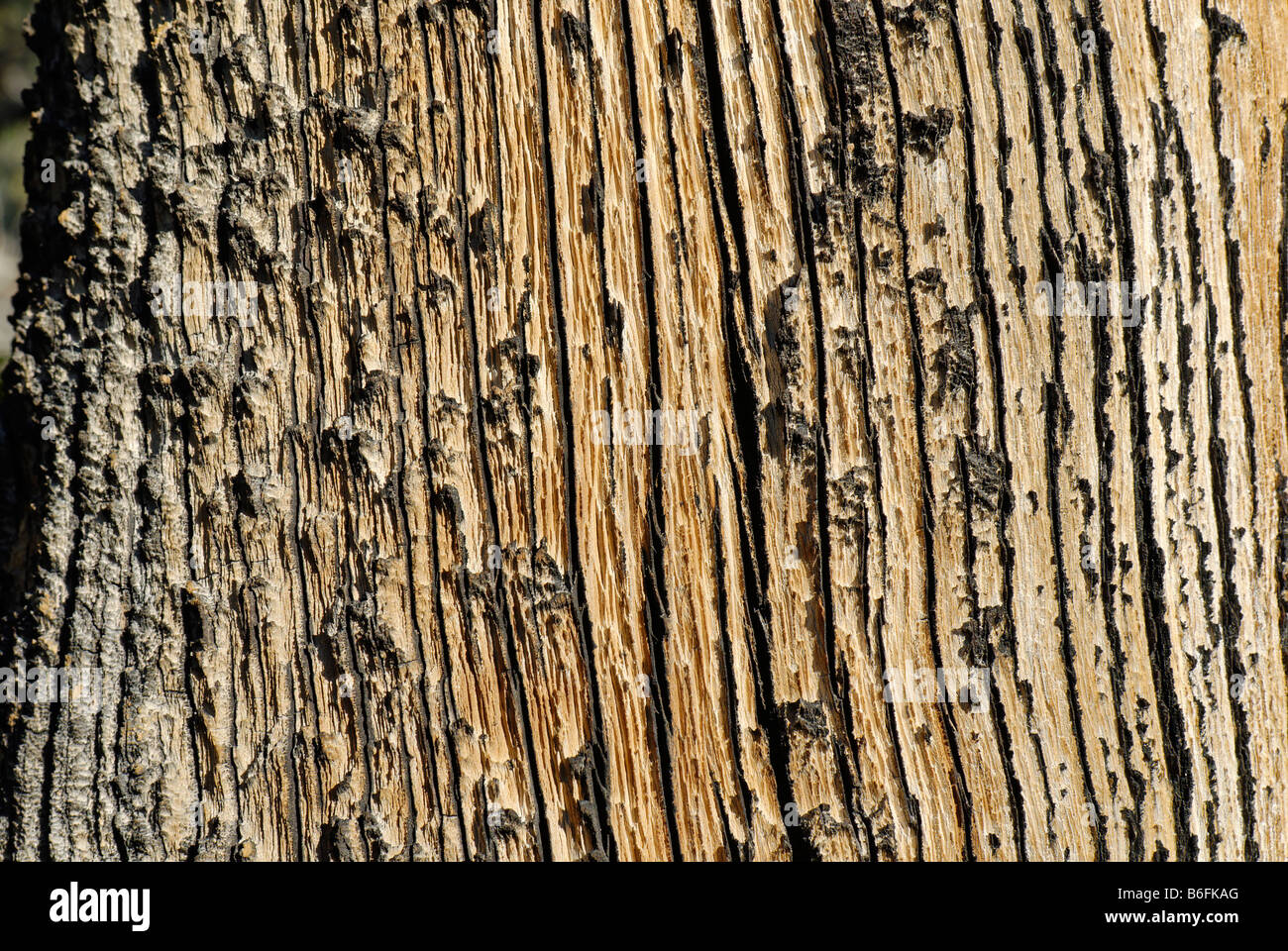 Western Juniper Wood